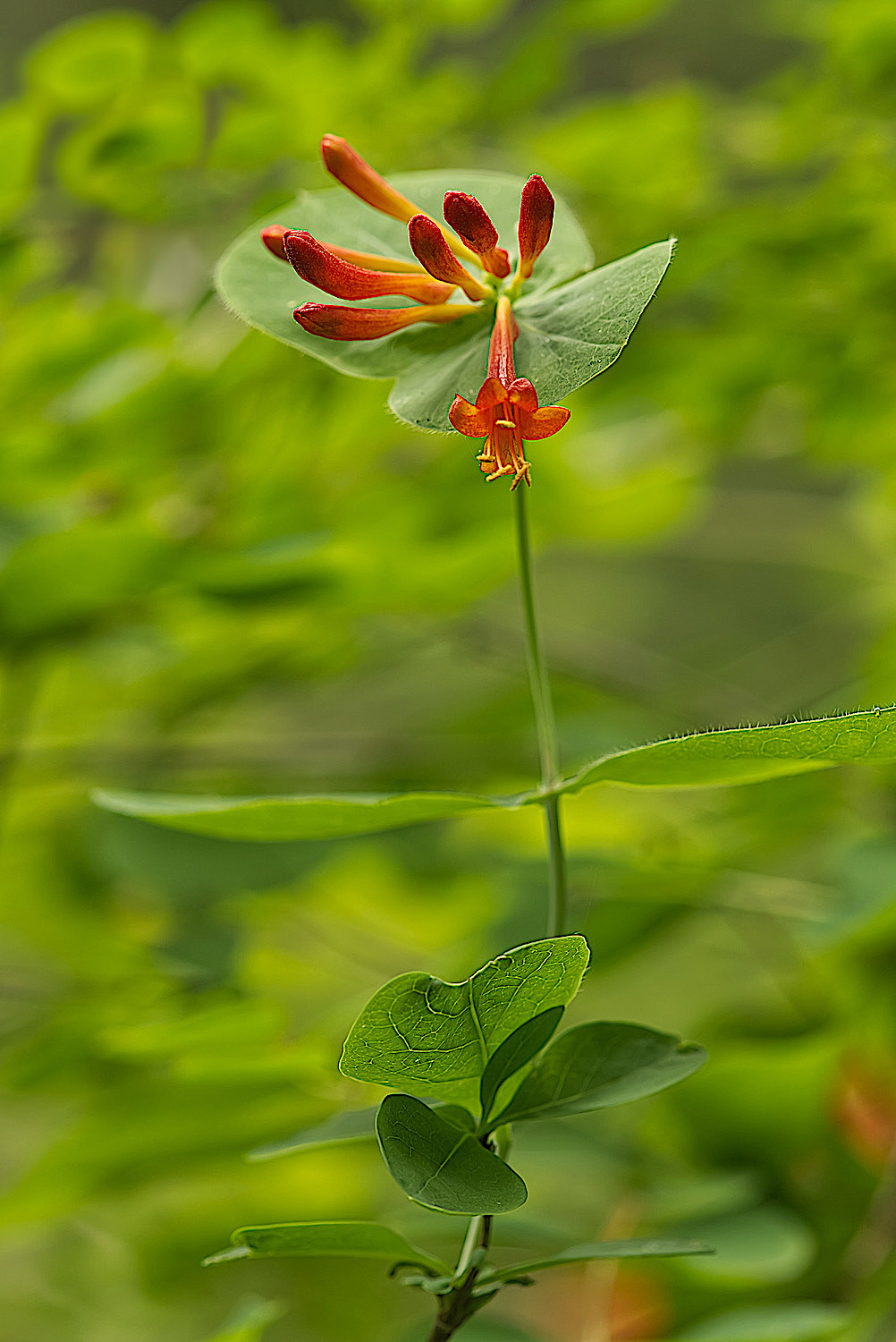 Wildflower - Orange Honeysuckle - Our Lummi Island Community